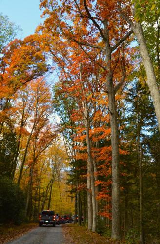Fall foliage drive | Local | newsitem.com