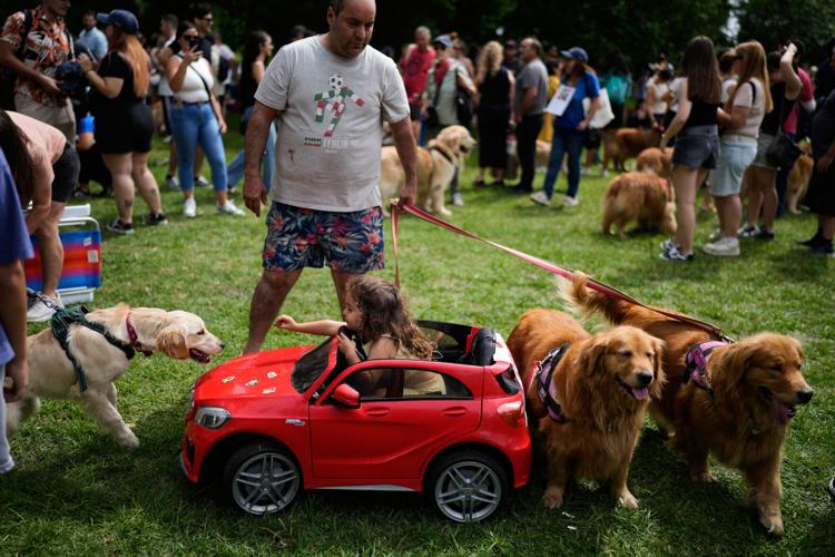 Photos of golden retrievers gathered in Buenos Aires for a world record ...