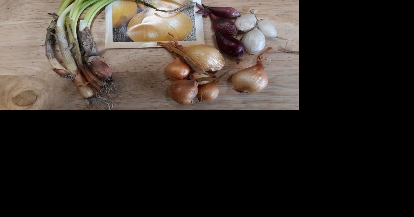 Master Gardener: Growing onions in your garden | Outdoors | newsitem.com