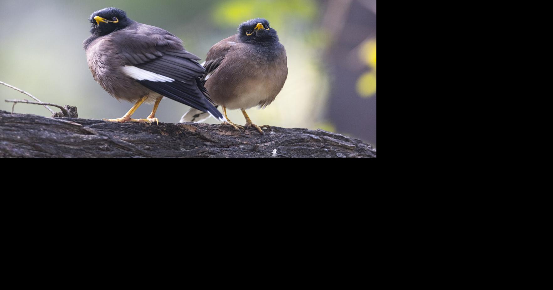 Bird Lore: Birding in India gives new appreciation for common birds in ...