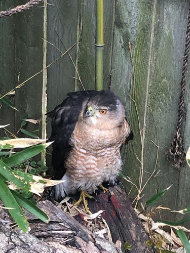Injured hawk rescued from Strong property | Local | newsitem.com
