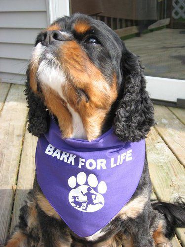 Bark for Life returns to MC Town Park | Local | newsitem.com