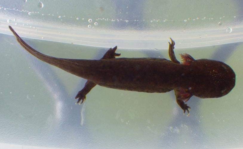 Raising a little hellbender | Local | newsitem.com