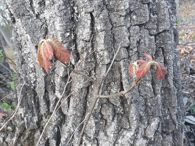 The noble oak: Acorn-bearing trees a benefit to environment | Home ...