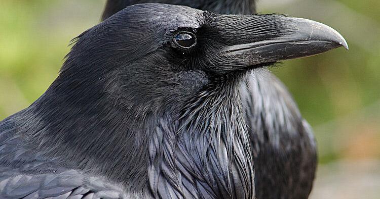 Bird Lore: Ravens, one of the most intelligent bird species, more ...