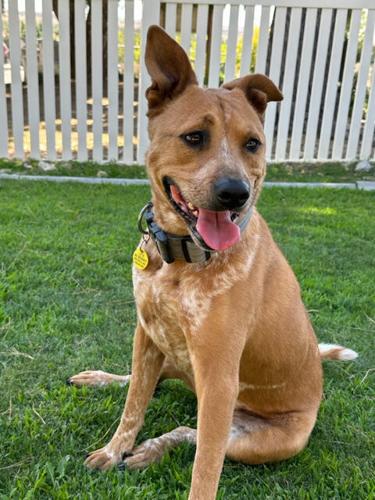 YAPS Pet of the Week | News | newsmirror.net