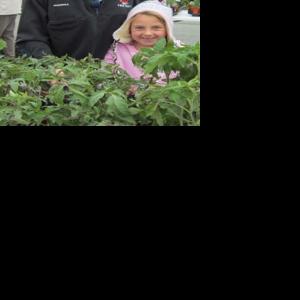 Colossal Tomato and Pepper Plant sale gets a big response | News ...