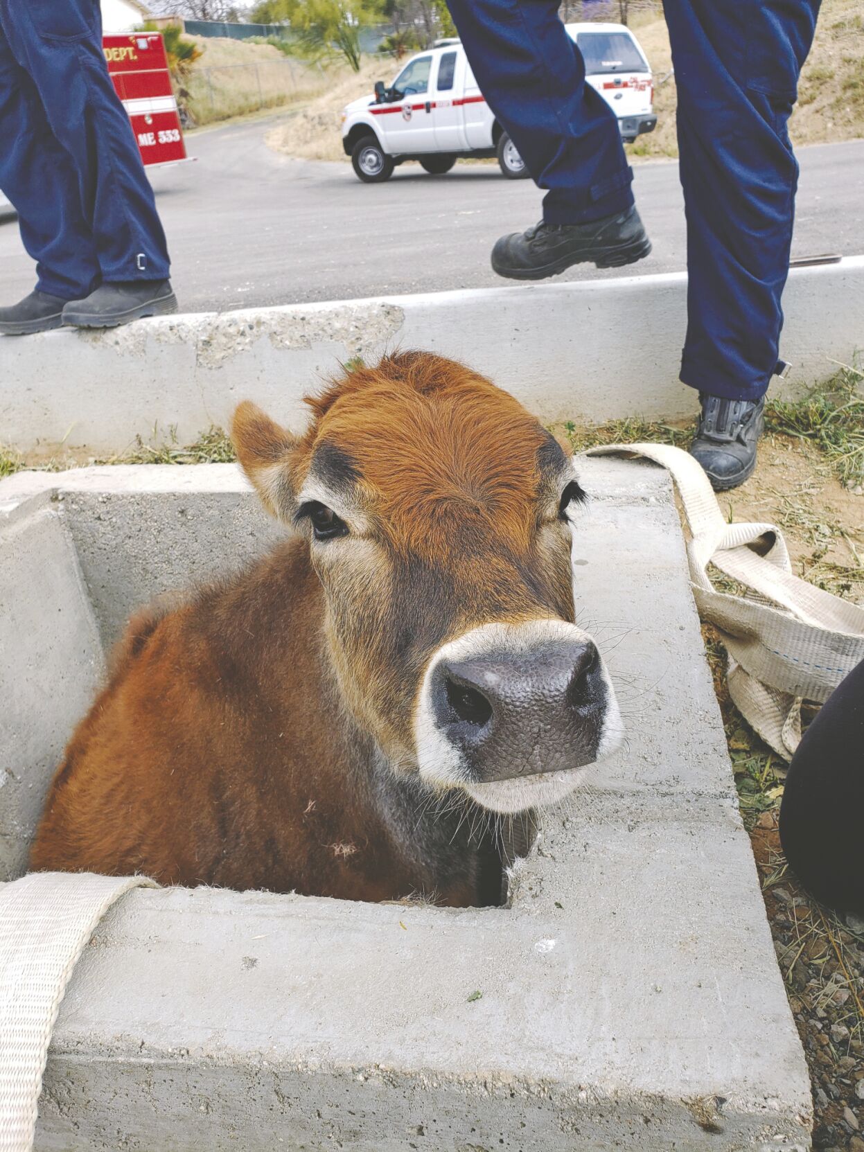 Yucaipa firefighters rescue calf from culvert box | News | newsmirror.net