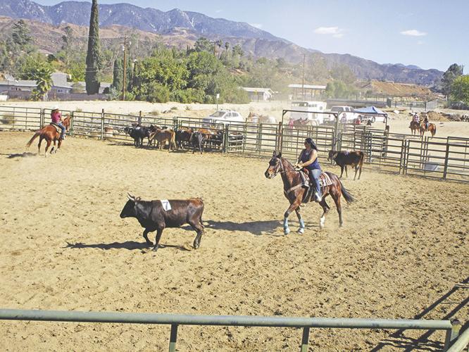 Cattle sorting and more at Yucaipa Equestrian Arena’s Jamboree | Local ...
