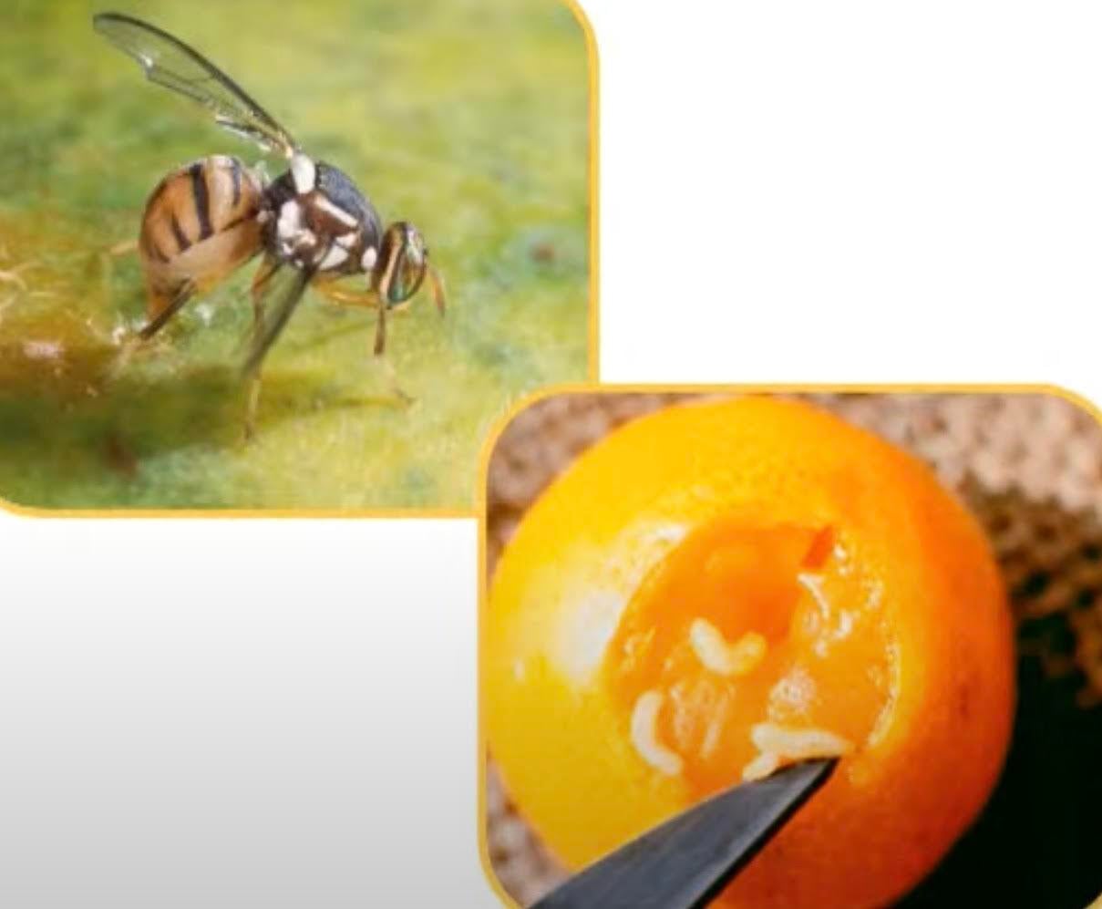 Yucaipa's update on Oriental fruit fly and associated quarantines ...