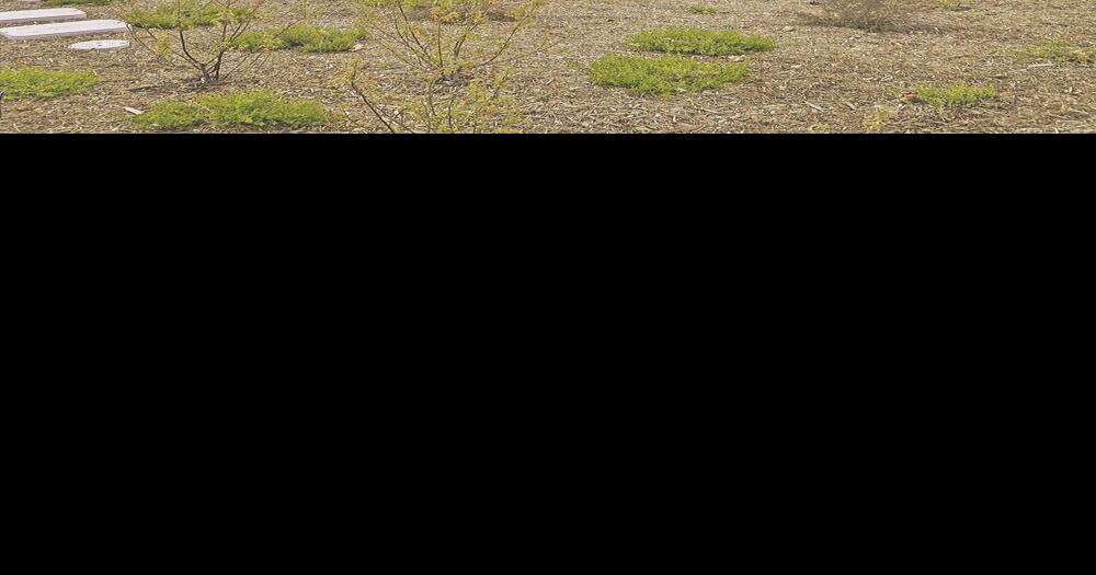 Calimesa’s Summerwind Park opens with fanfare | News | newsmirror.net