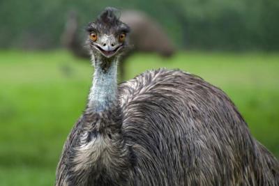Eno the emu dies during attempt to capture and relocate the bird ...