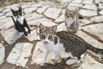 Community cats, part 2: Challenges face programs | Community ...