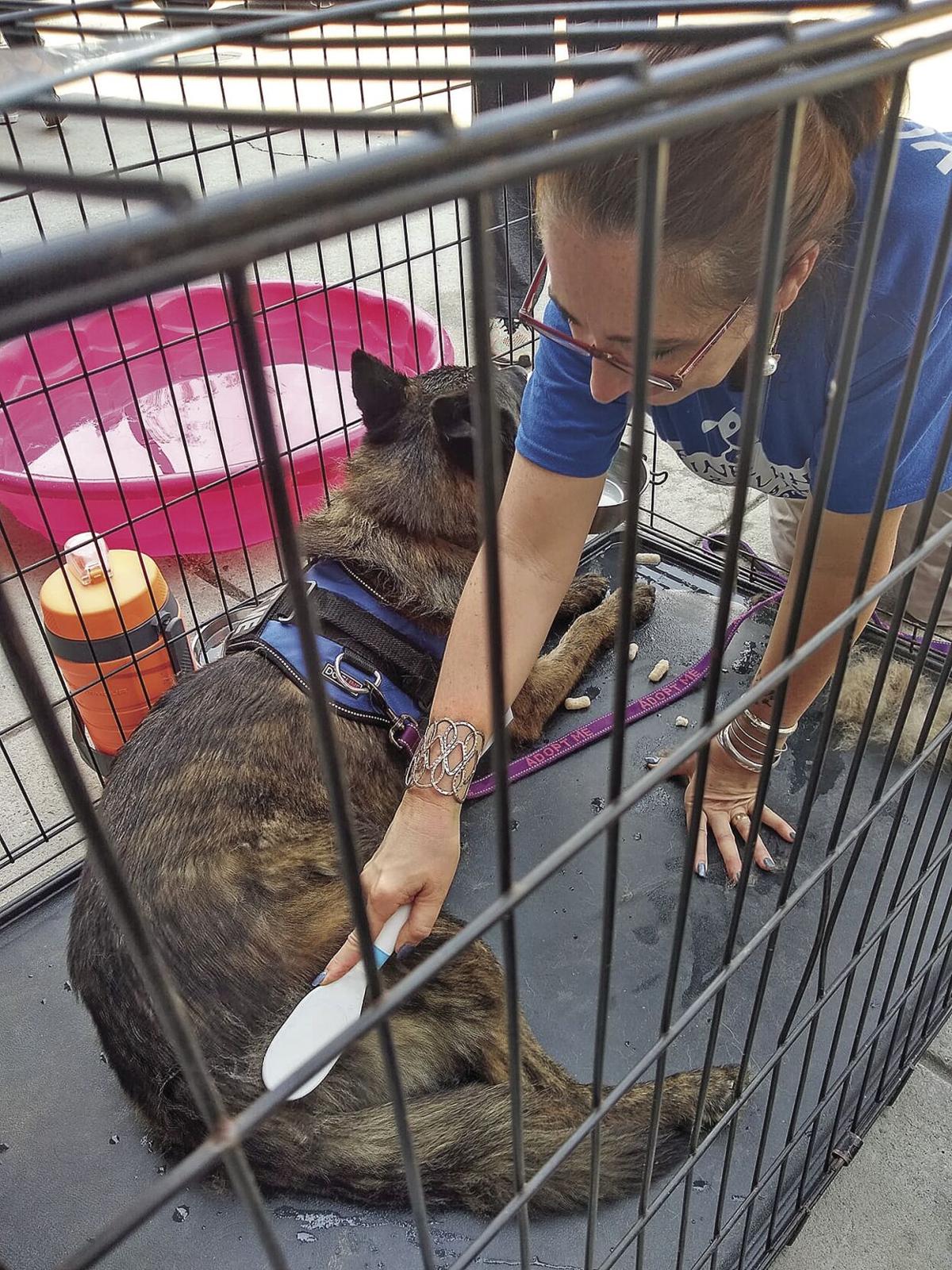 Hillsborough woman helps keep low-cost spay/neuter clinic going ...