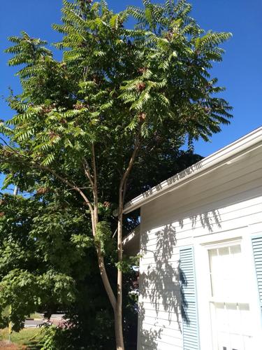 Tree-of-heaven attracting the spotted lanternfly | Community ...