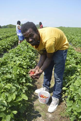 Strawberry season ripe in Orange County | Arts & Entertainment ...