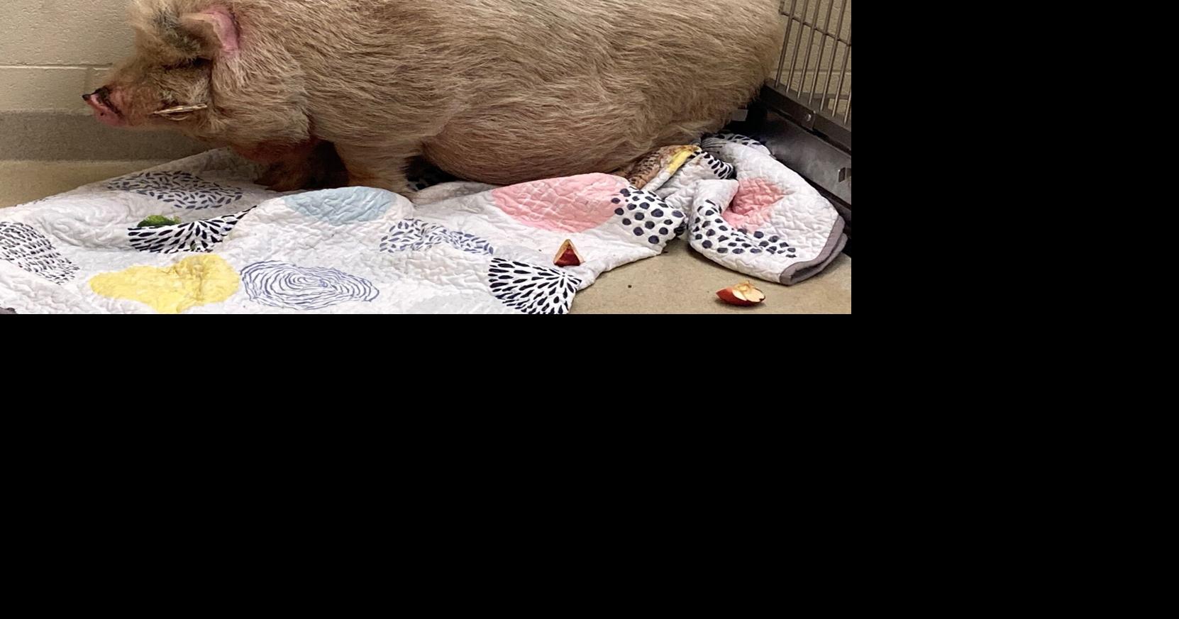 At-large pig captured; now safe at OC Animal Services | Community ...