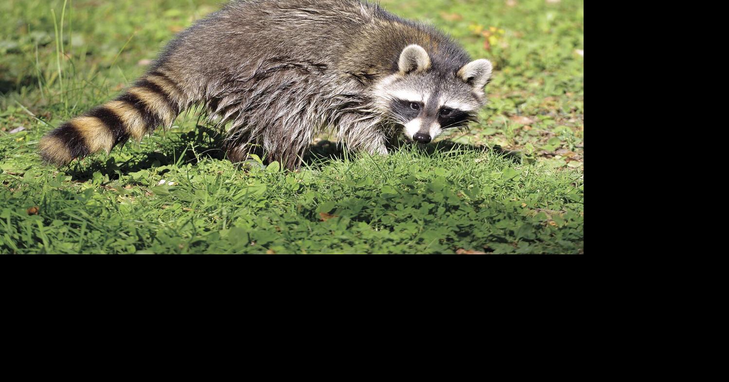 Orange County receives positive rabies test | Community | newsoforange.com