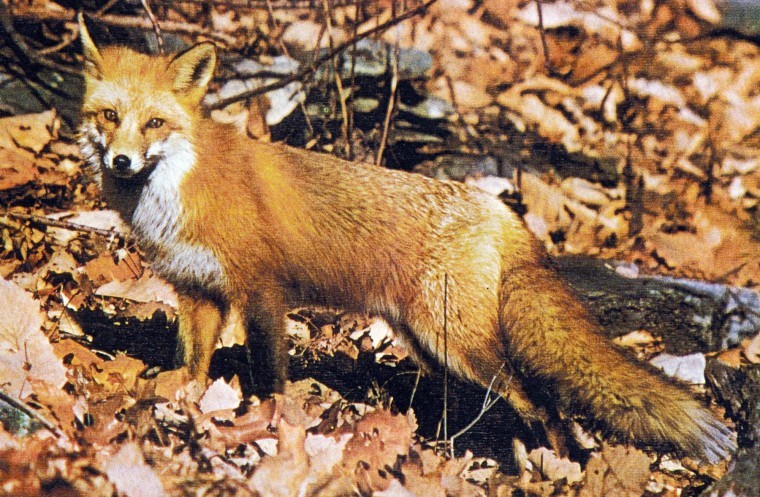 The sound of fox hounds running a fox | Pikes Past | newswatchman.com