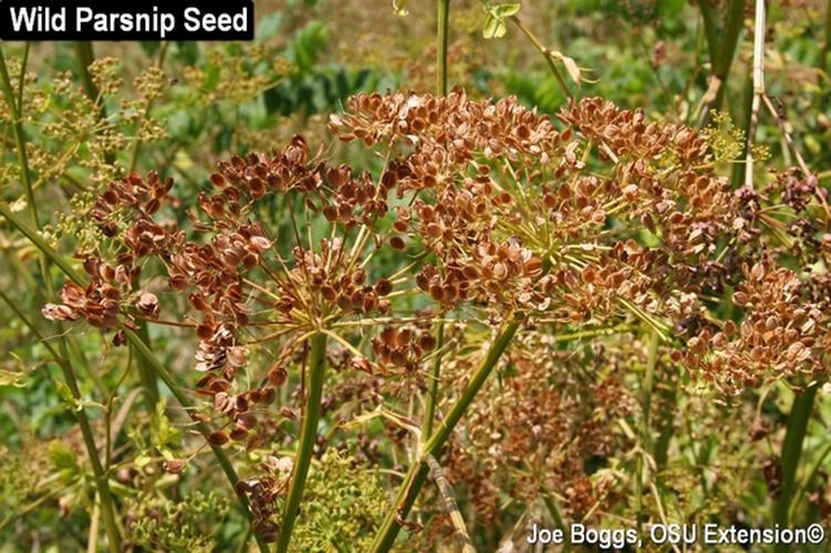Poison hemlock and wild parsnip thriving in southern Ohio | News ...