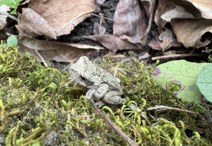 Chalet Nivale Nature Preserve shows spring splendors | Comment ...