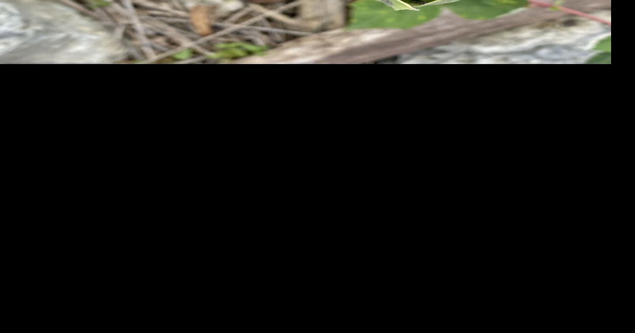 NN38 - swamp rose mallow buds | | newswatchman.com