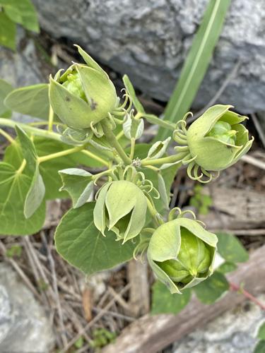 NN38 - swamp rose mallow buds | | newswatchman.com