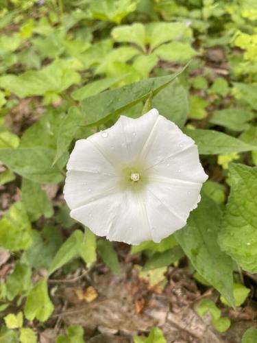 bindweed leaves