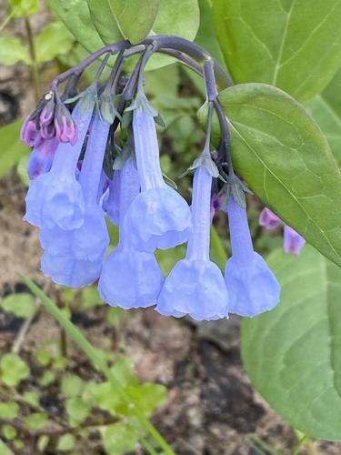 Virginia bluebells are decorating the southern Ohio landscape | Comment ...