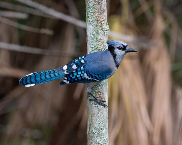 eggshells for blue jays