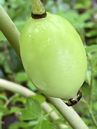 May apple fruit | | newswatchman.com