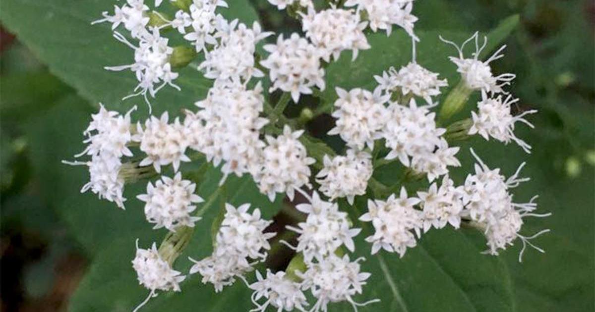 Dying Over Spilled Milk: White Snakeroot's role in milk sickness ...