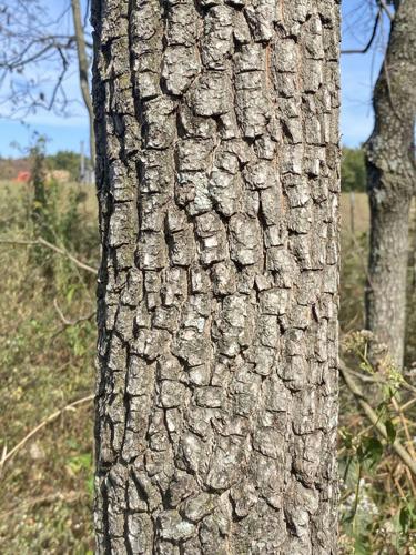 Persimmon Bark | | newswatchman.com