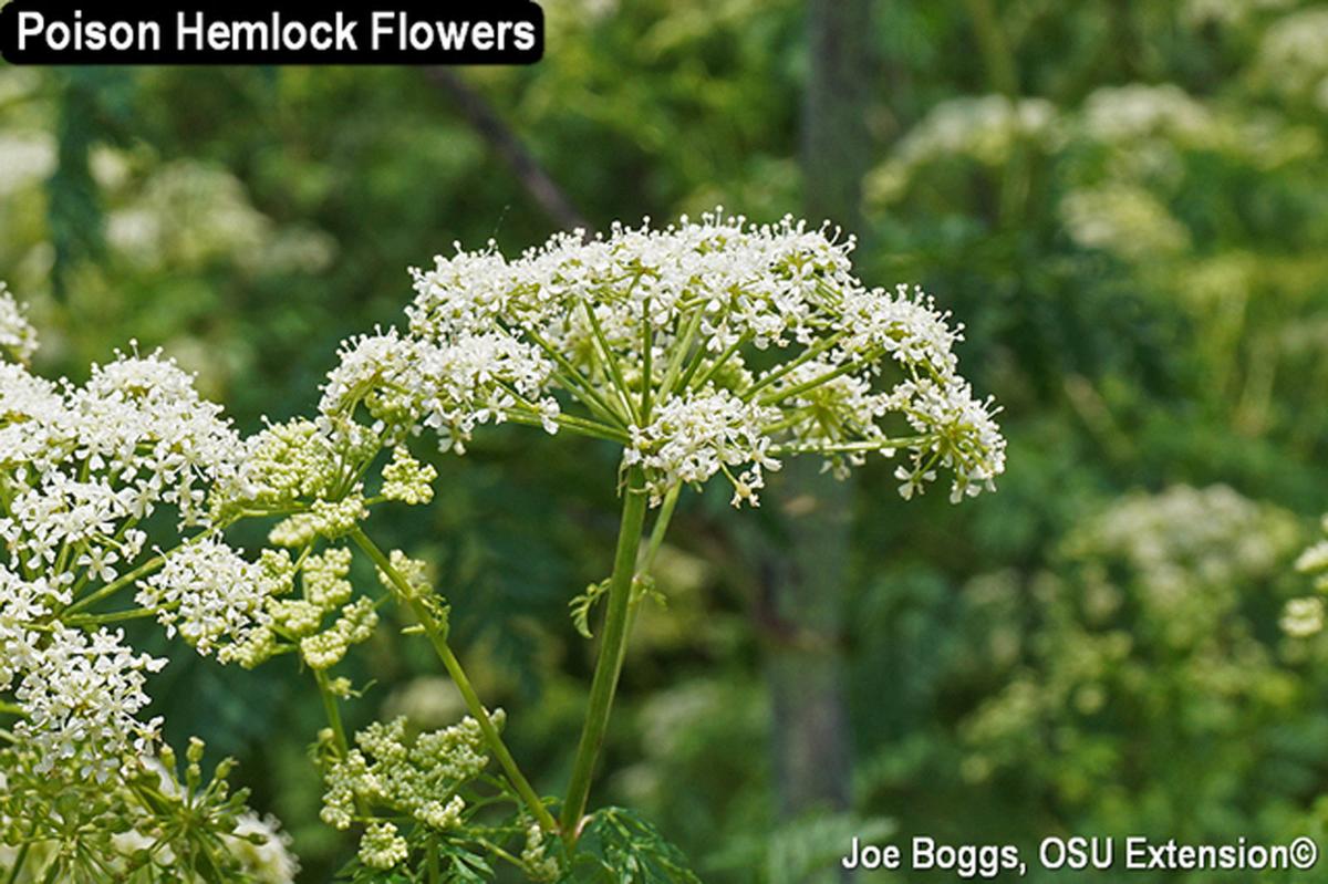 Poison hemlock and wild parsnip thriving in southern Ohio | News ...