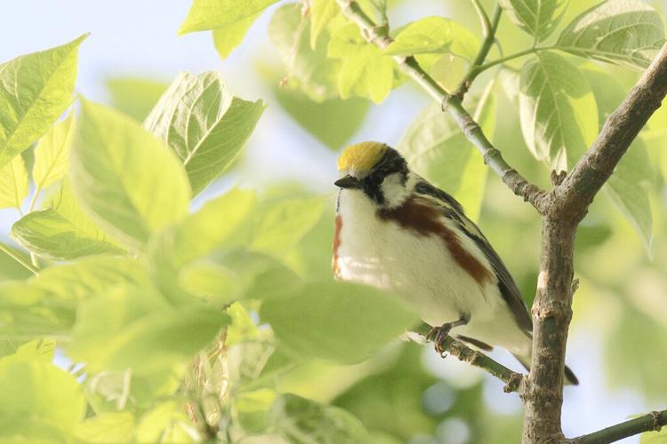 'Biggest Week in American Birding' gives participants up close views of ...