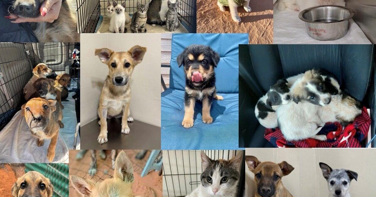 Local animal rescue announces year-end matching campaign | News ...