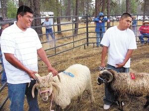 MNA hosts Navajo Churro Sheep Association | News | nhonews.com