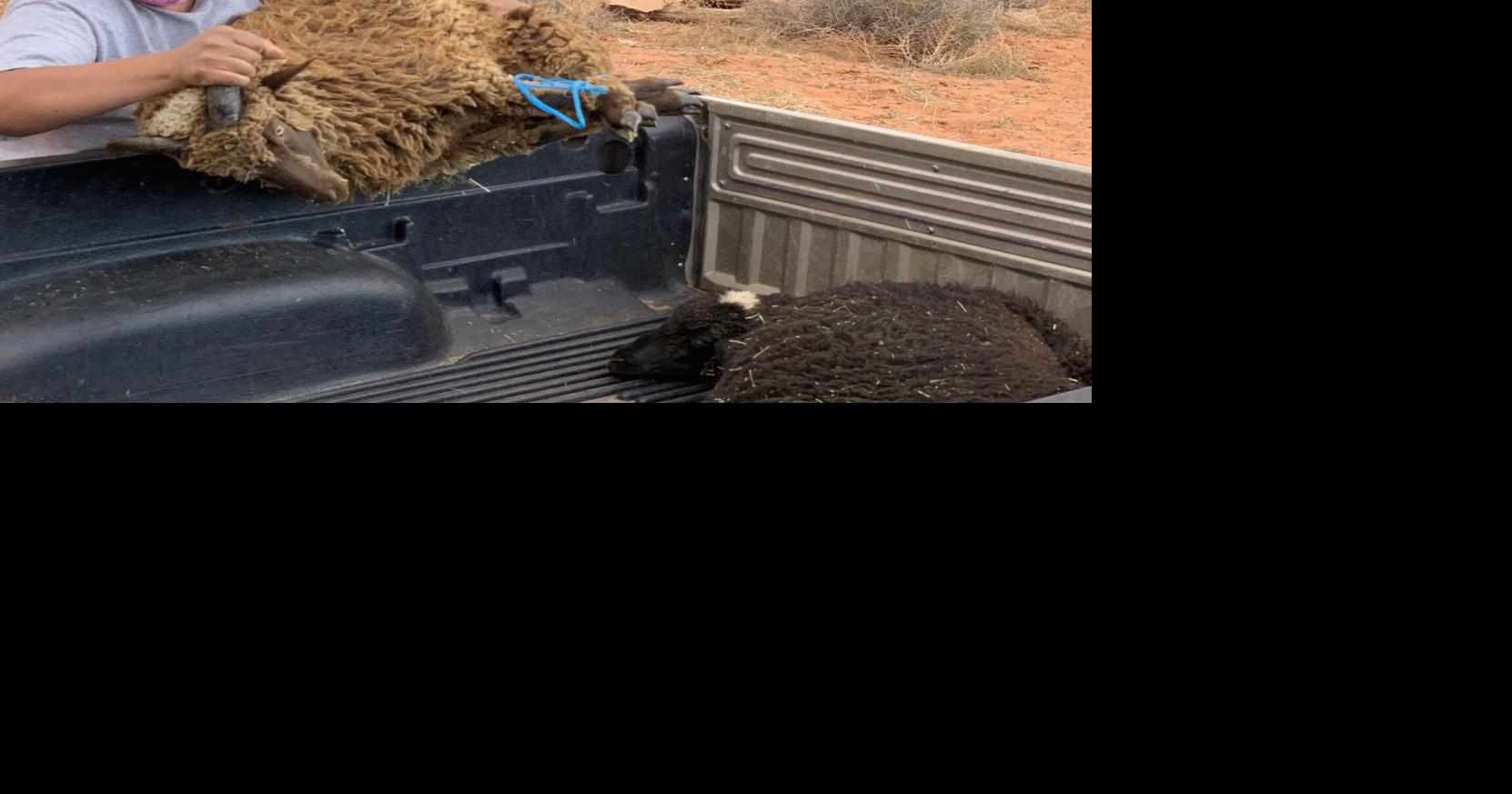 Food insecurity amid COVID-19 prompts Native Americans to return to ...