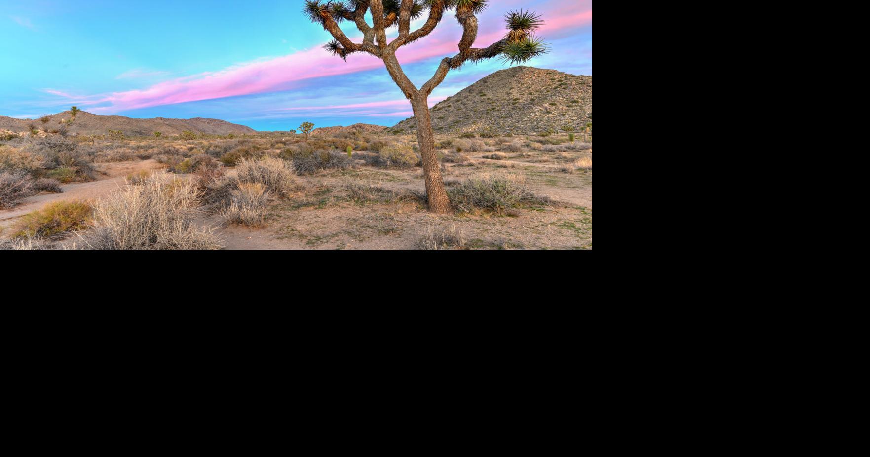 Joshua Tree National Park expects spring to bring crowding | Regional ...