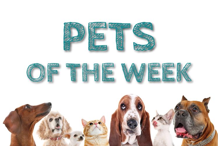 PETS OF THE WEEK | News | nhonews.com