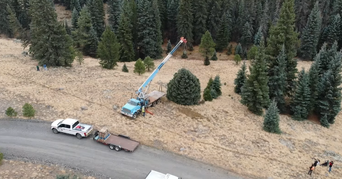Arizona Capitol to shine with White Mountain Apache Tribe tree ...
