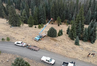 Arizona Capitol to shine with White Mountain Apache Tribe tree ...