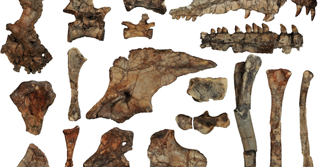 Puercosuchus traverorum: Petrified Forest fossil resembles modern ...