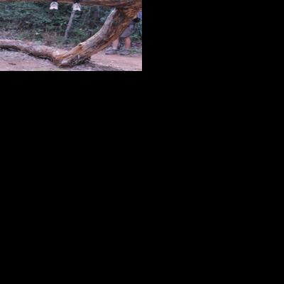 Parsons Spring Trail offers swimming holes and cool shade | Features ...