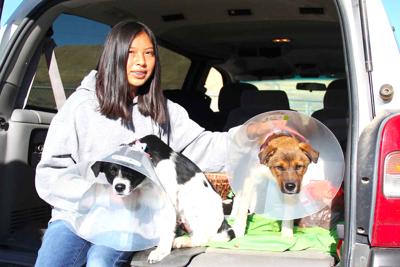 navajo nation animal shelter adoption