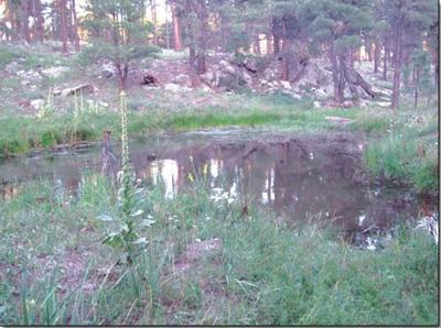 Flower lovers delight in 'growing on' Griffith springs | Features ...