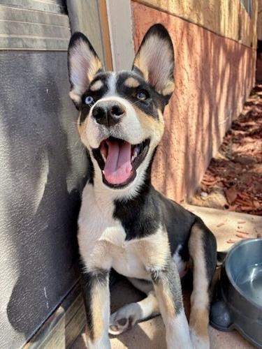 Blue-eyed, brown-eyed Sadie prepares for adoption | News | nhonews.com