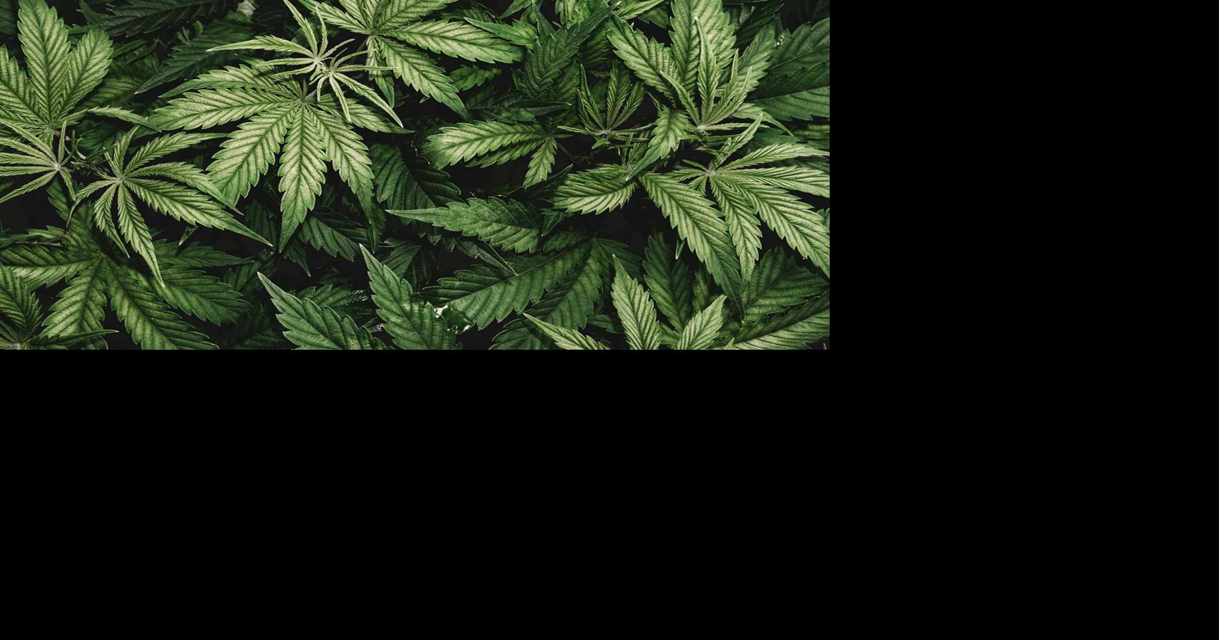 Navajo Nation clarifies legal definition of “marijuana” | News ...