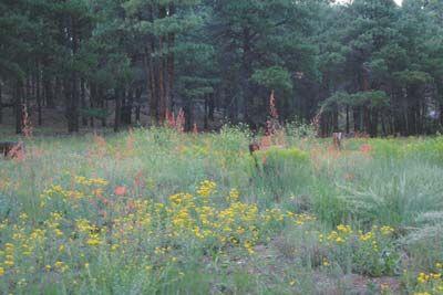 Griffith Springs: a floral feast for the senses | Features | nhonews.com