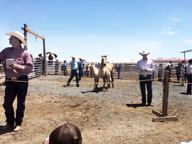 Babbitt Ranches holds annual colt sale north of Flagstaff | Features ...